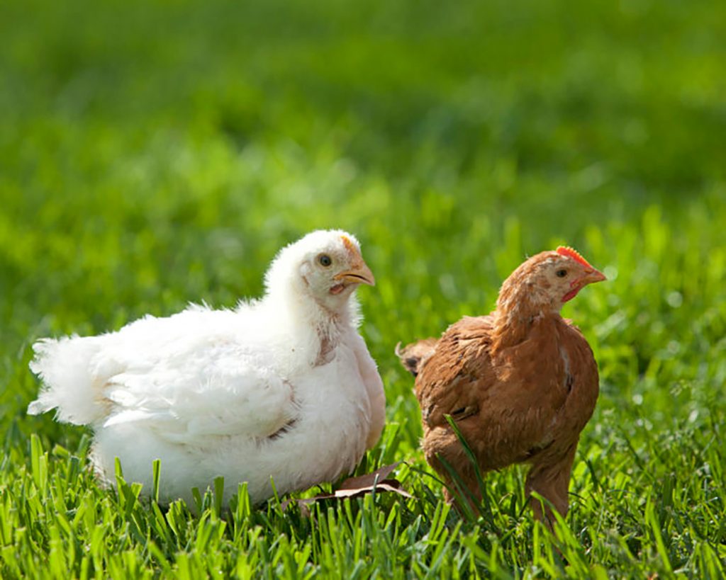 Cornish Cross Chickens vs Red Ranger Chickens - Backyard Poultry